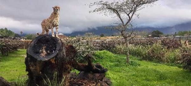 Top 6 Cheetah Conservation Tours in Cape Town | Tourism Tattler