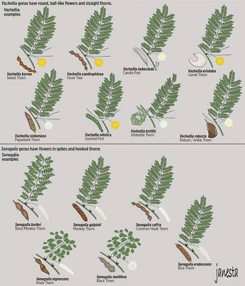 African Acacia Thorn Trees Reclassified | Tourism Tattler