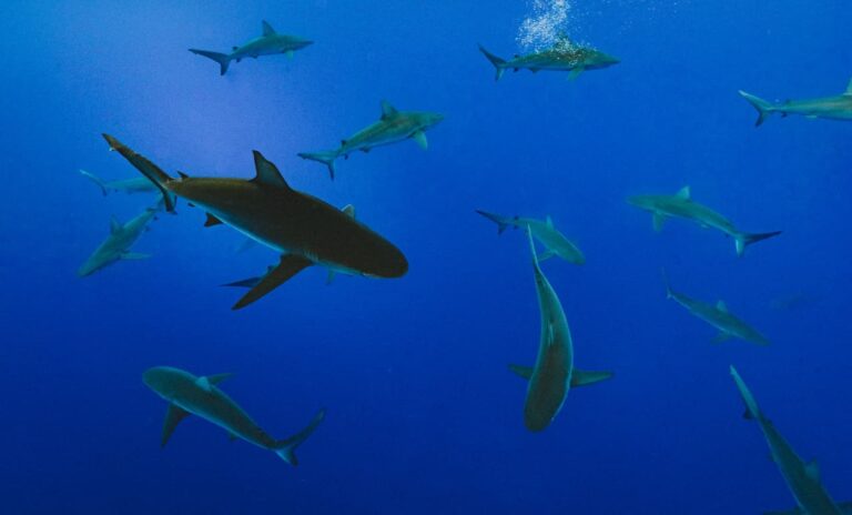 How Do Sharks Breed? | Wildlife | Tourism Tattler